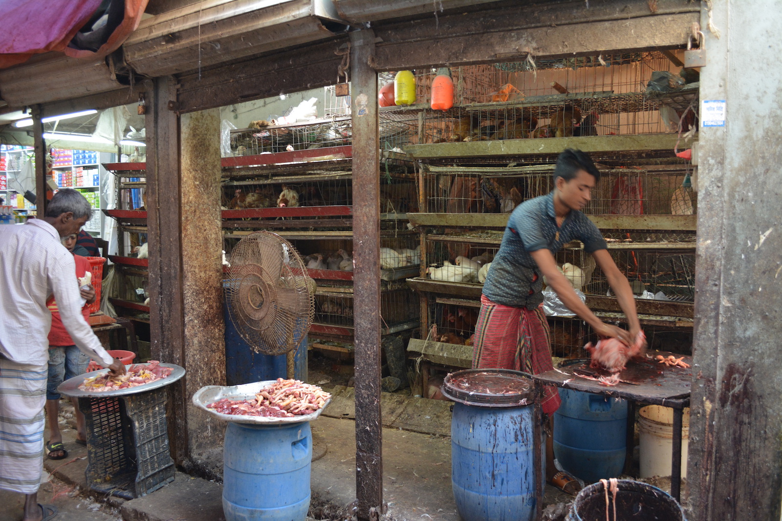 Poultry in Bangladesh | One Health Poultry Hub