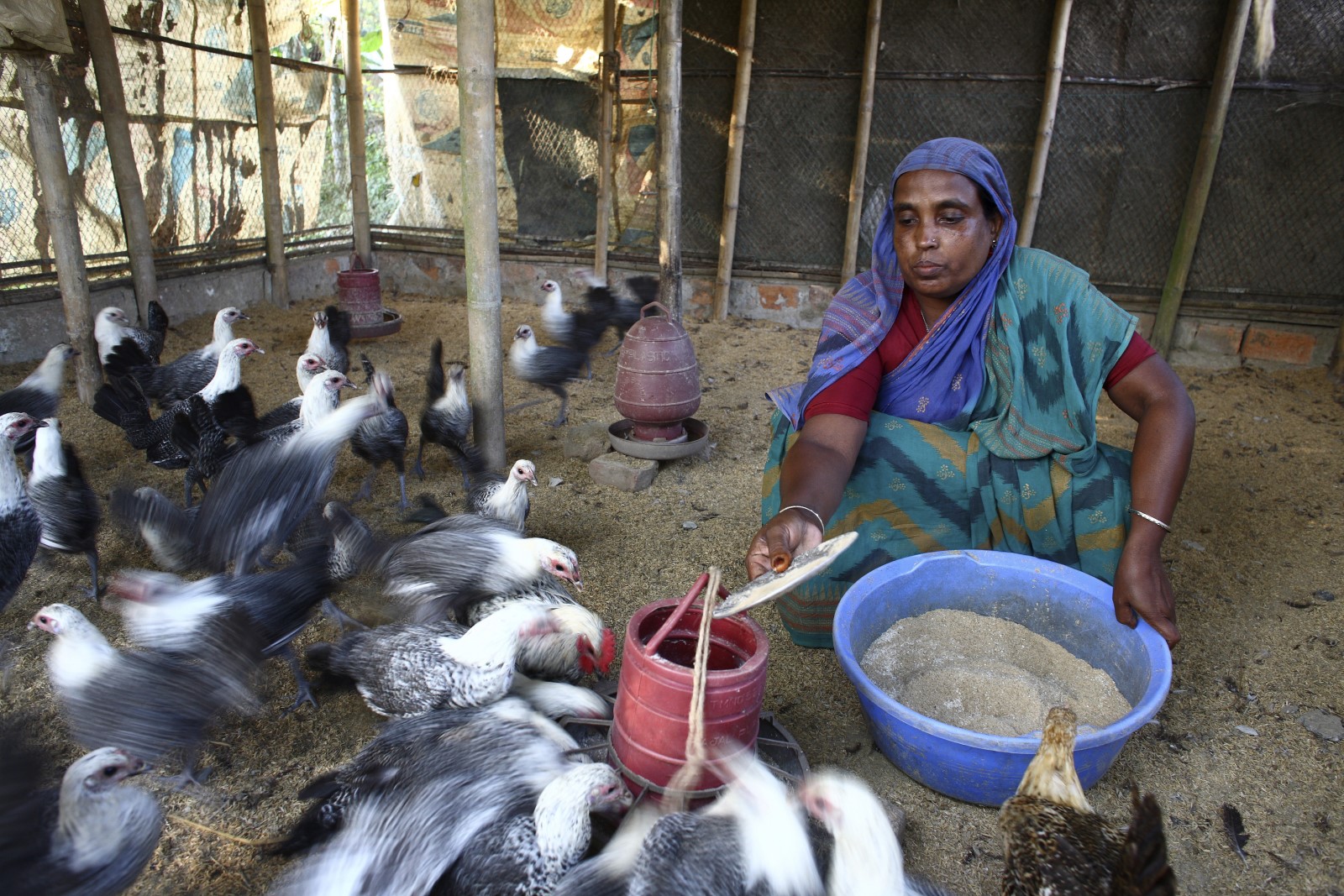 One Health Poultry Hub