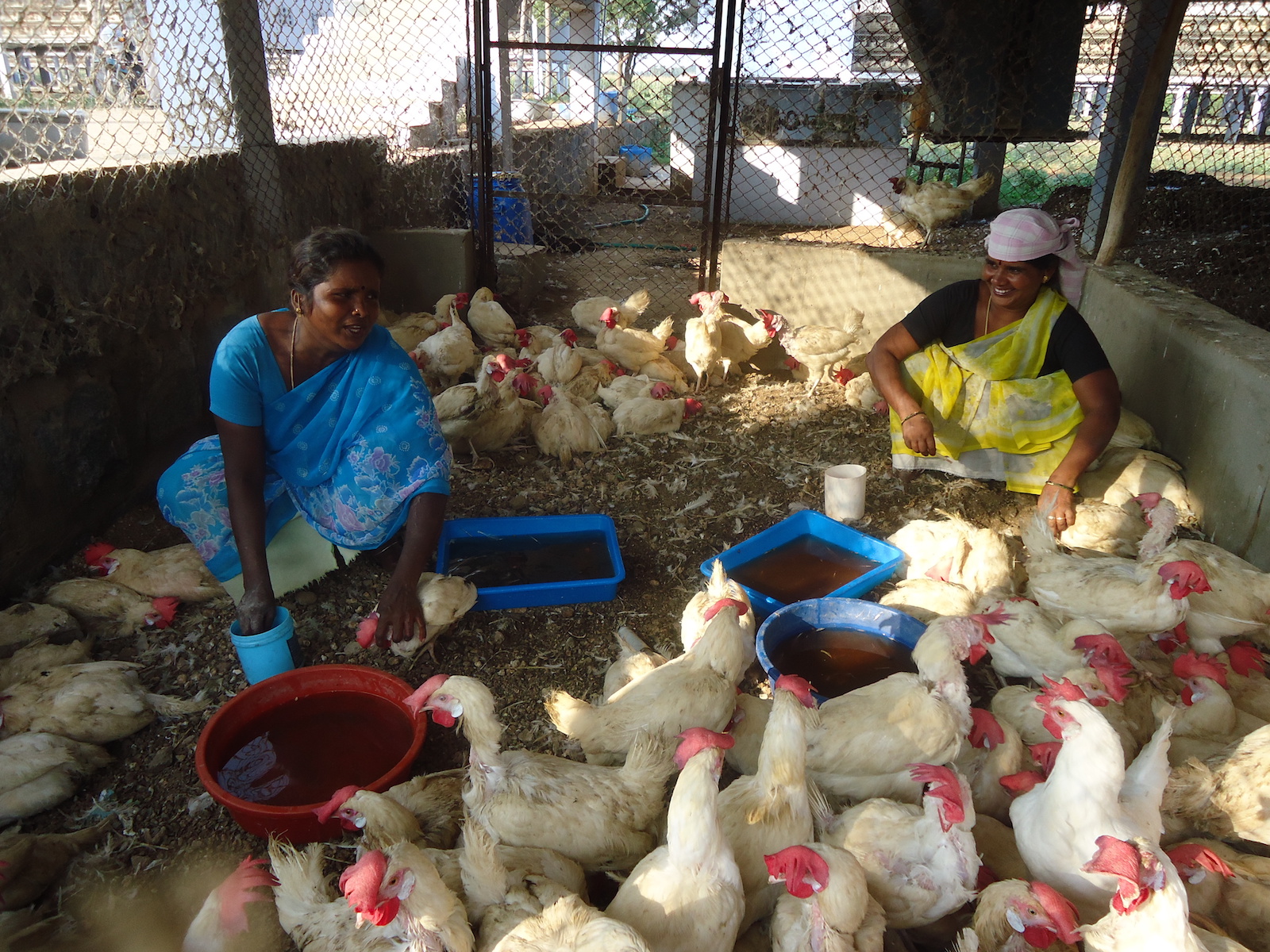 India | One Health Poultry Hub