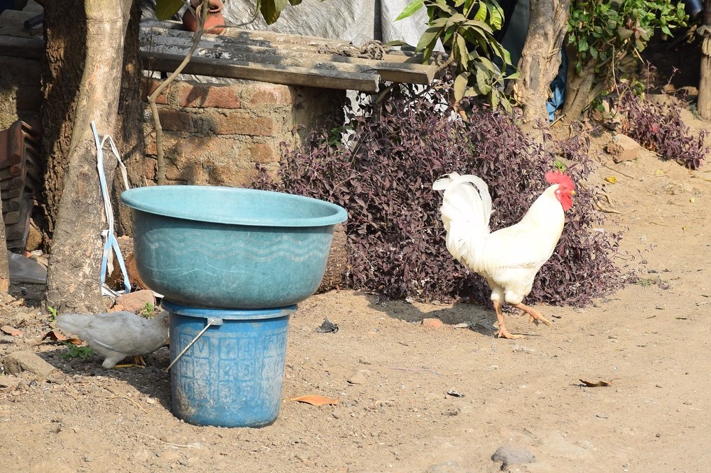 Poultry production: keeping it safe and healthy | One Health Poultry Hub