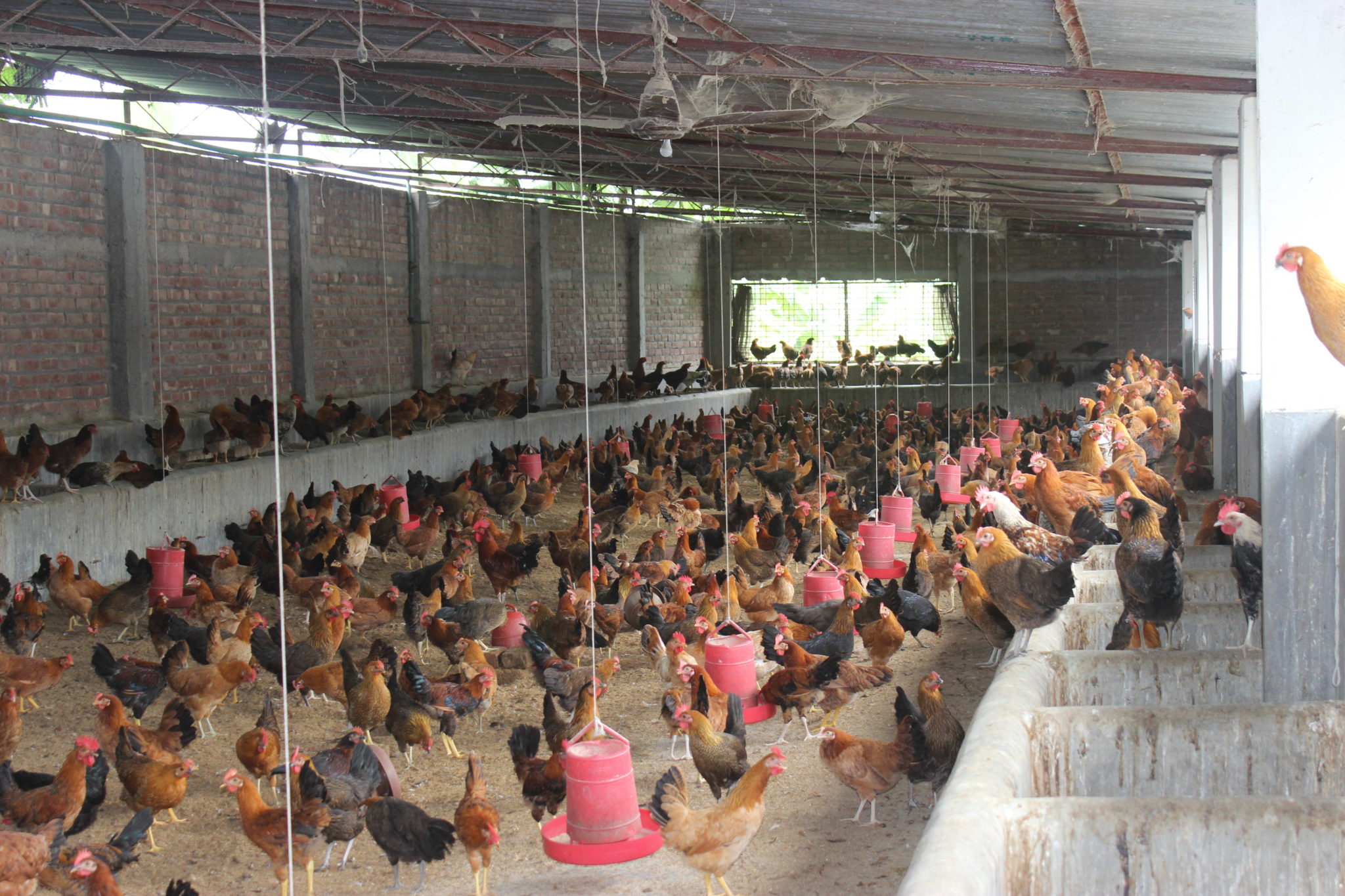 COVID-19 disrupts Bangladesh’s poultry sector | One Health Poultry Hub