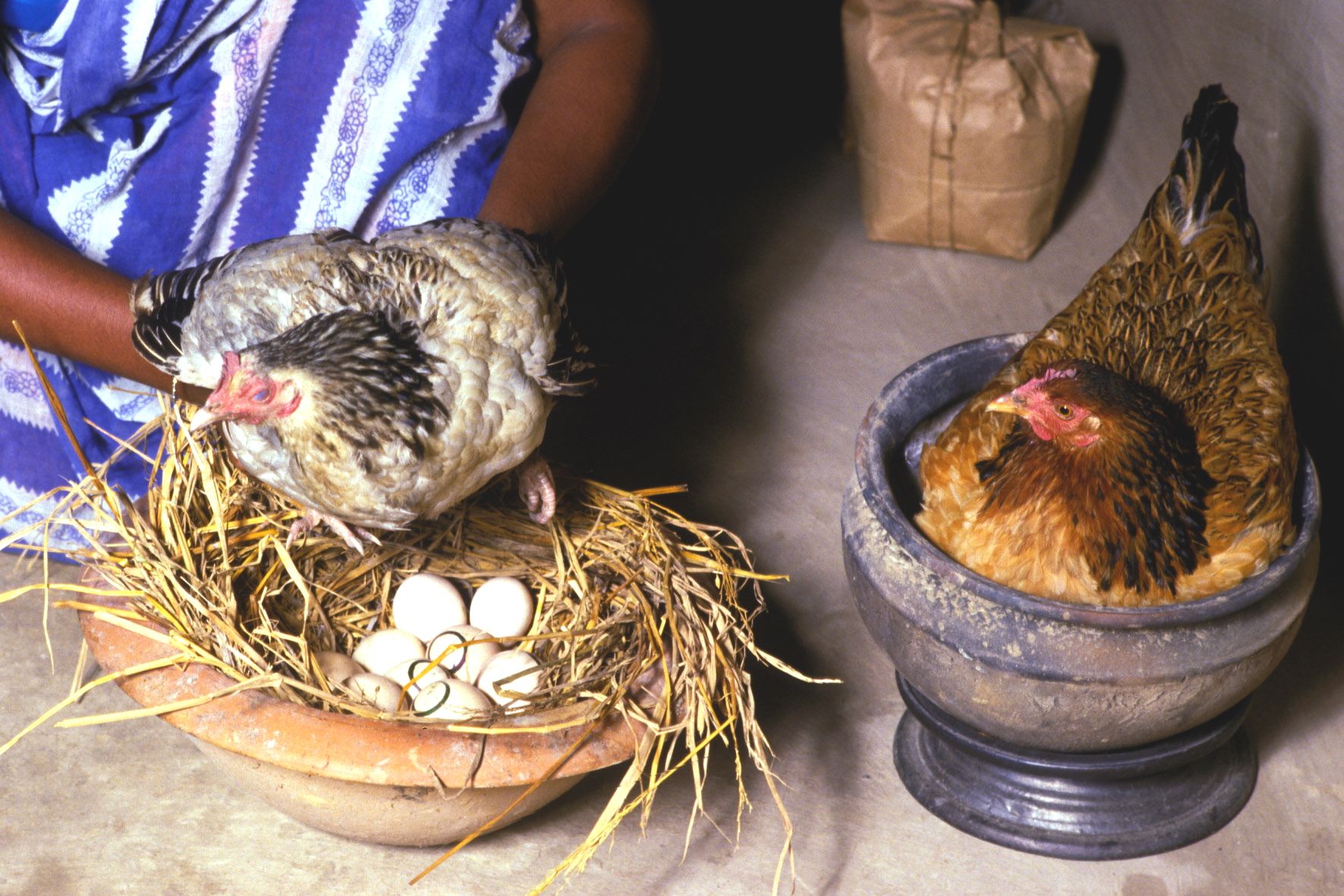 One Health Poultry Hub