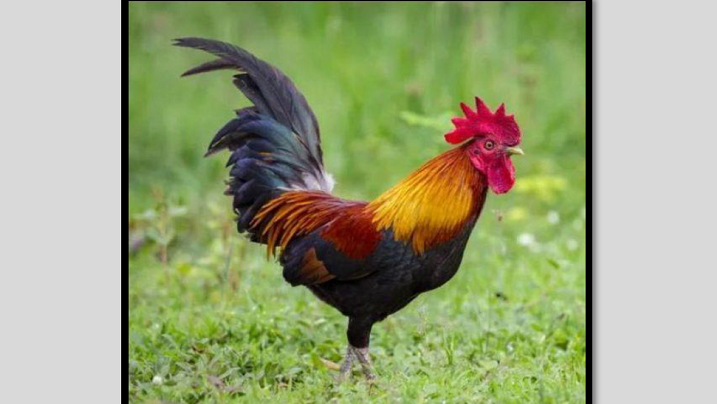Backyard poultry biosecurity: existing knowledge, attitude & practices ...