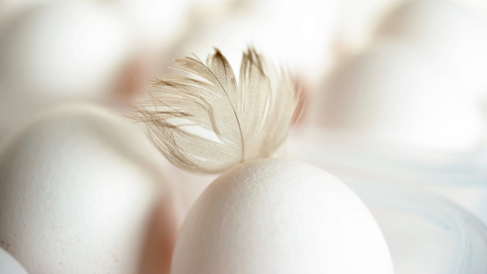 INNOVATION USES FEATHERS TO TRACK ANTIBIOTIC USE | One Health Poultry Hub