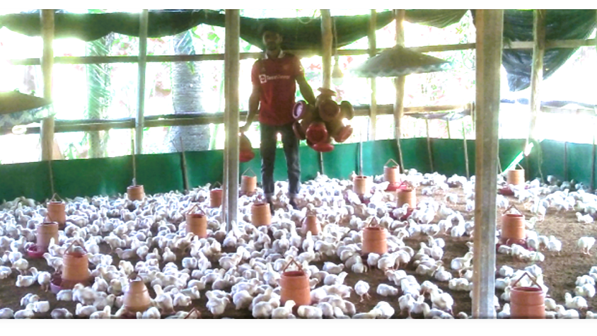 Improving policy awareness among Bangladesh’s poultry farmers | One ...