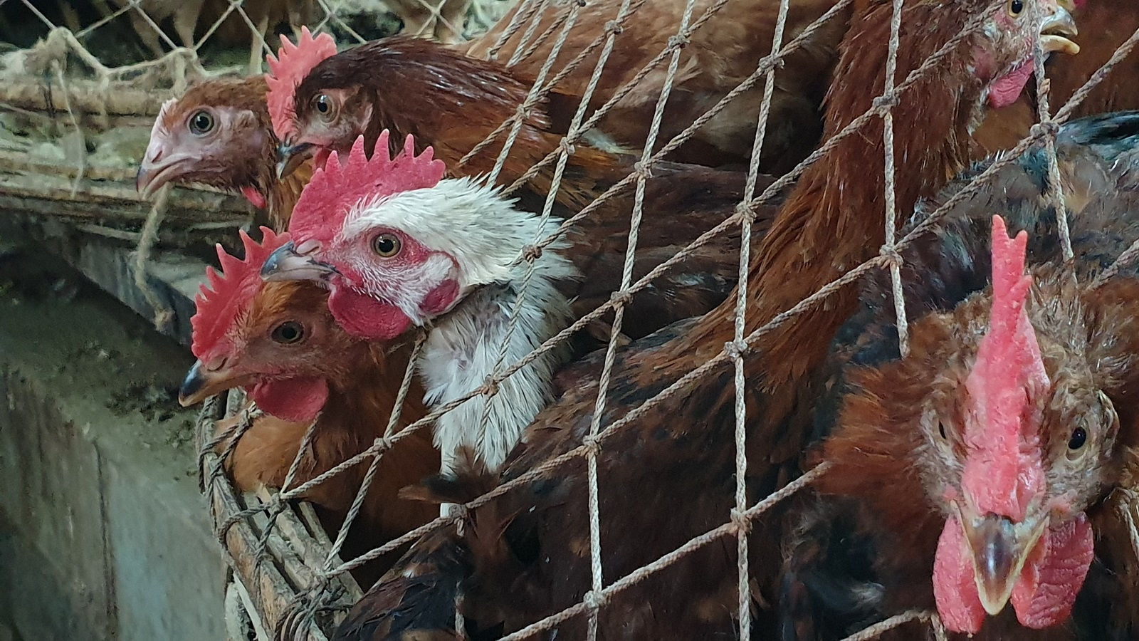 Bird flu control for pandemic prevention must start before poultry ...