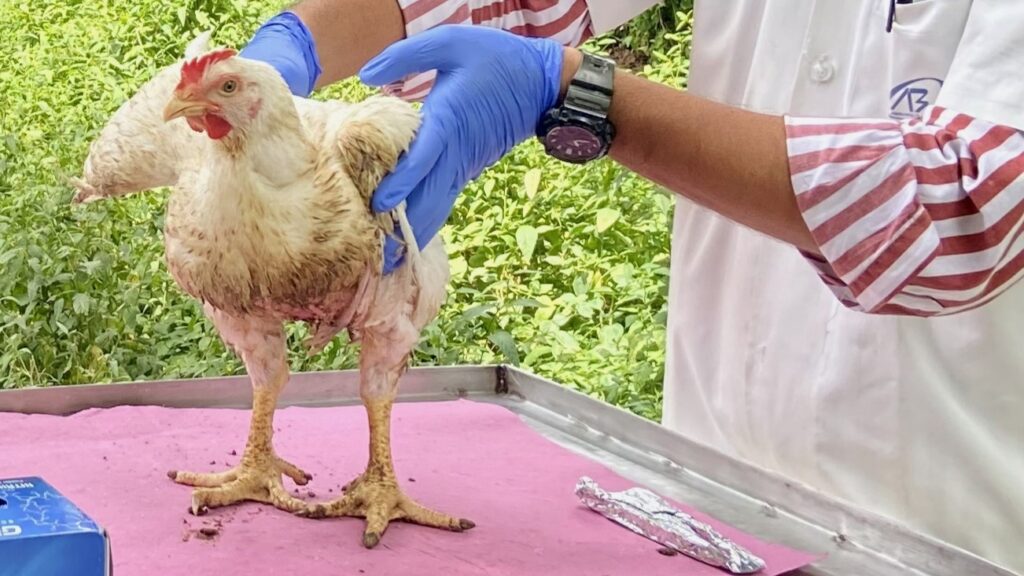 Cultivating robust flocks | One Health Poultry Hub