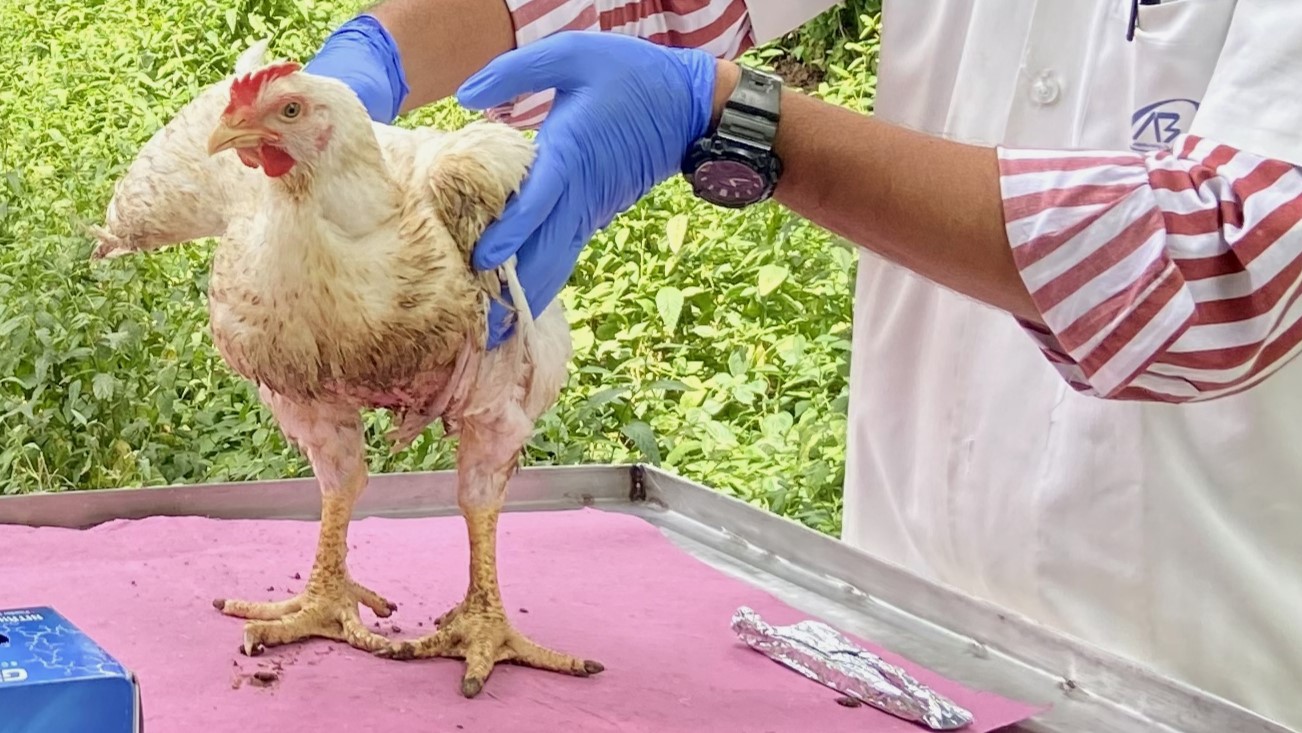 Cultivating robust flocks | One Health Poultry Hub