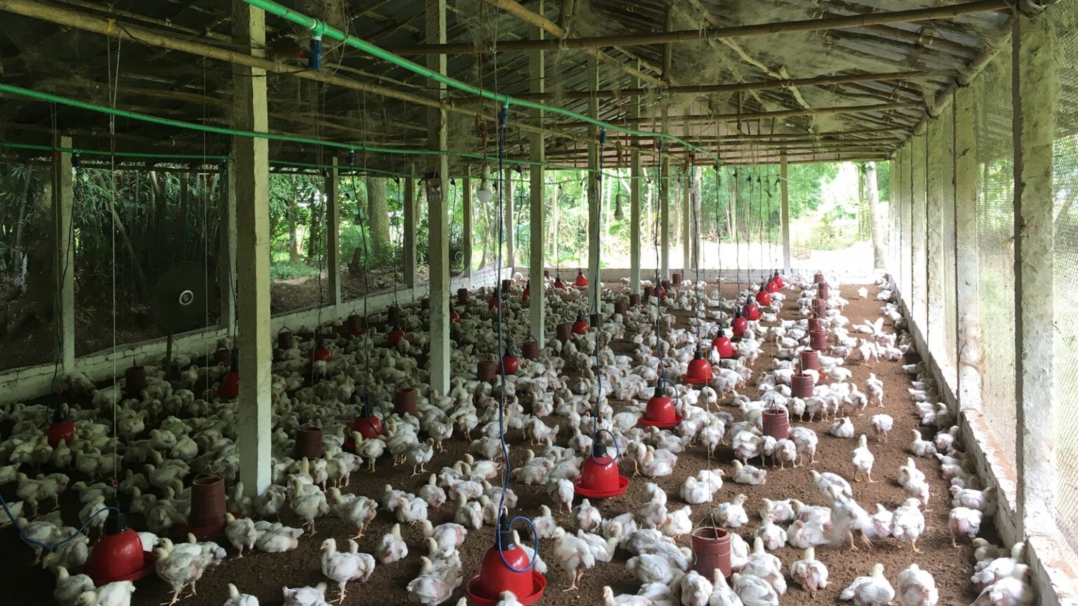 Poultry, pathogens and place – why we need to make predictions | One ...